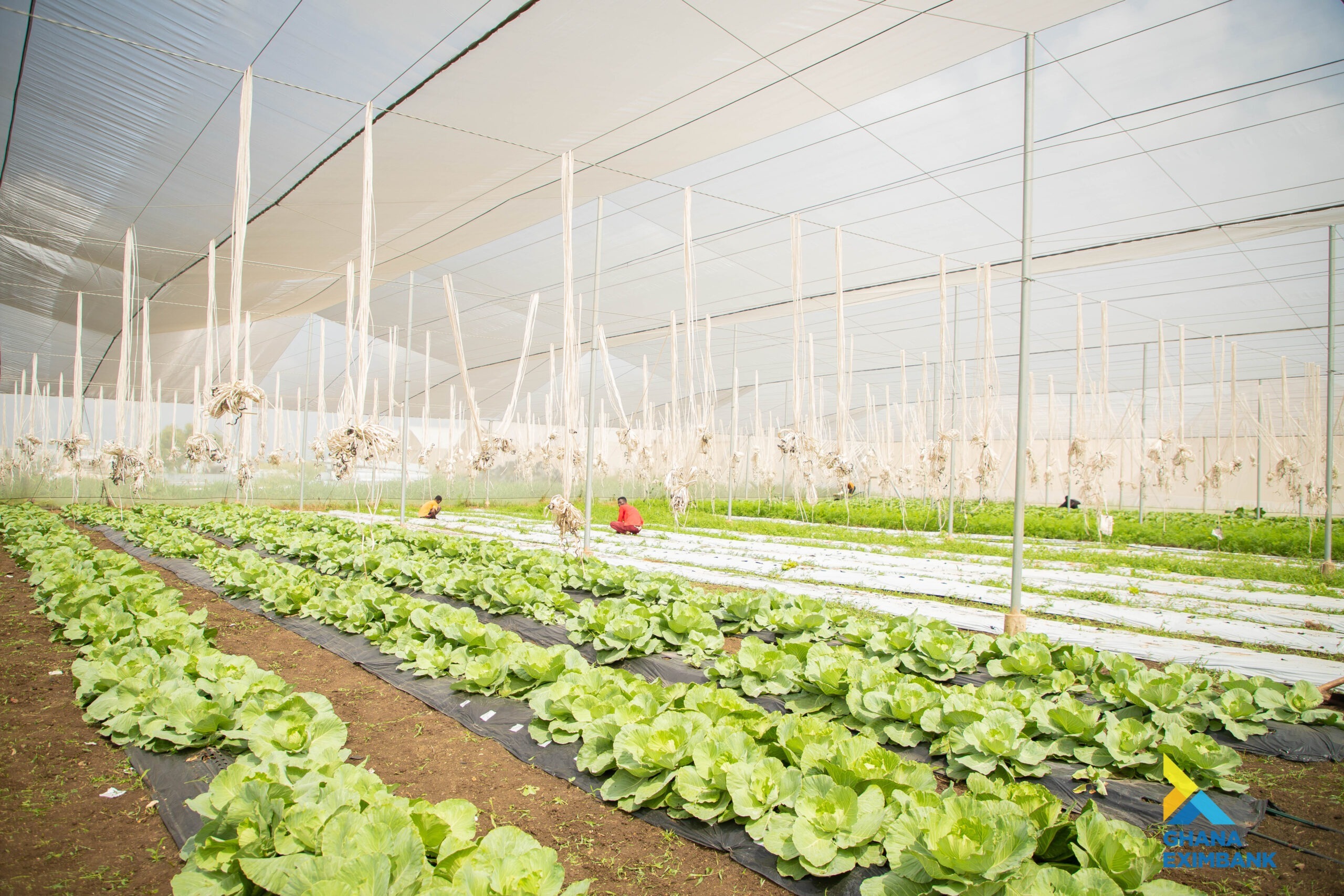 Ghana EXIM Bank | Transforming Ghana's International Trade